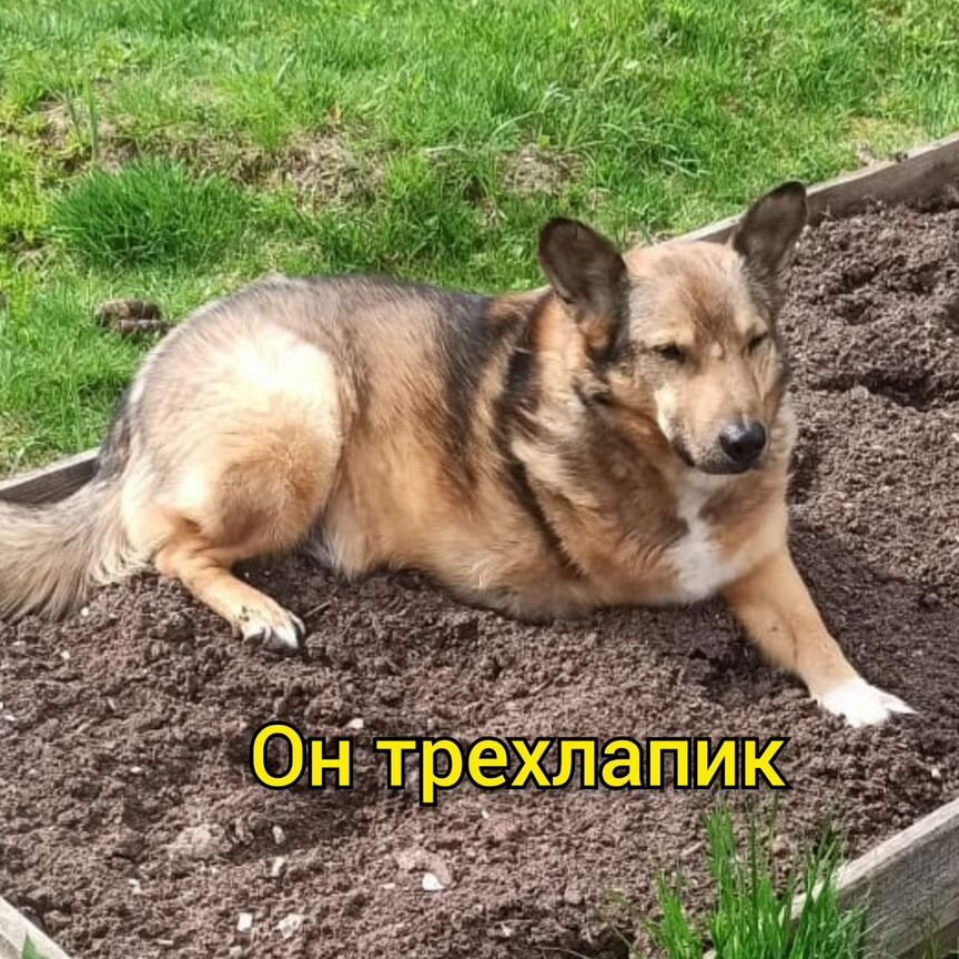 Взрослая собака в добрые руки