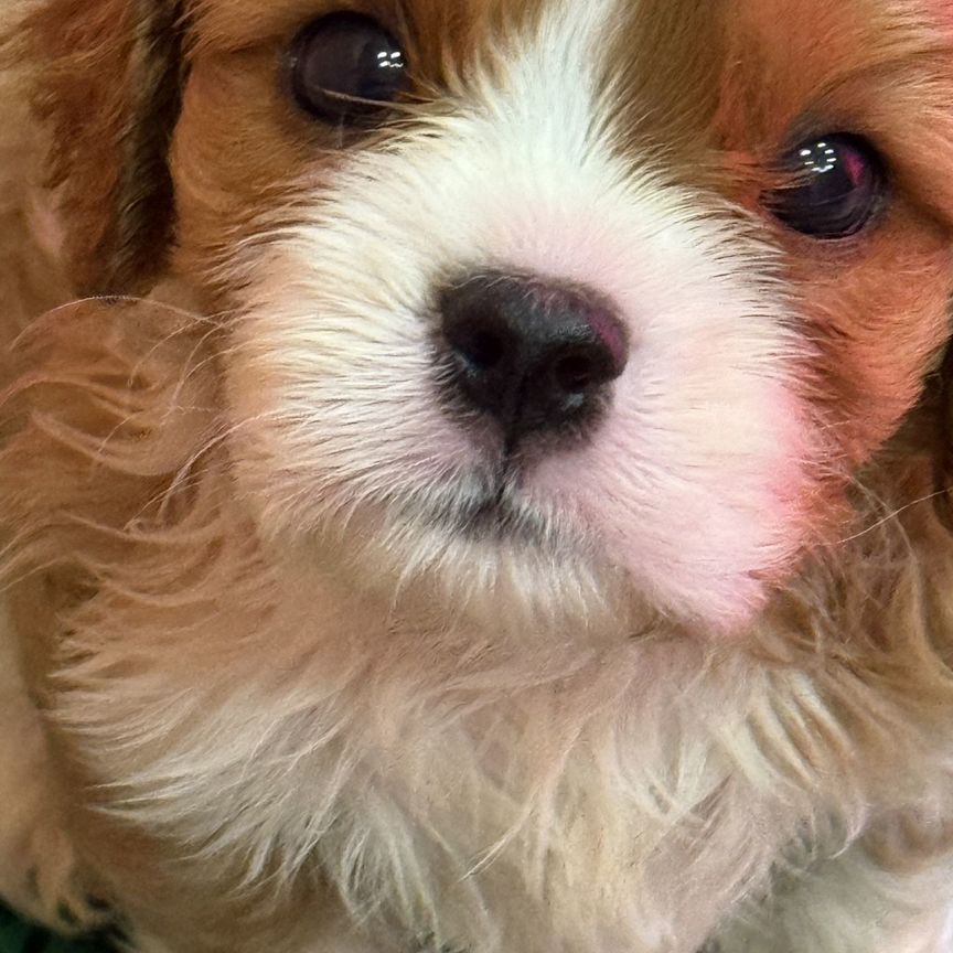 Кавалер кинг чарльз спаниель девочка