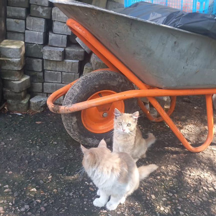 Котята ждут
