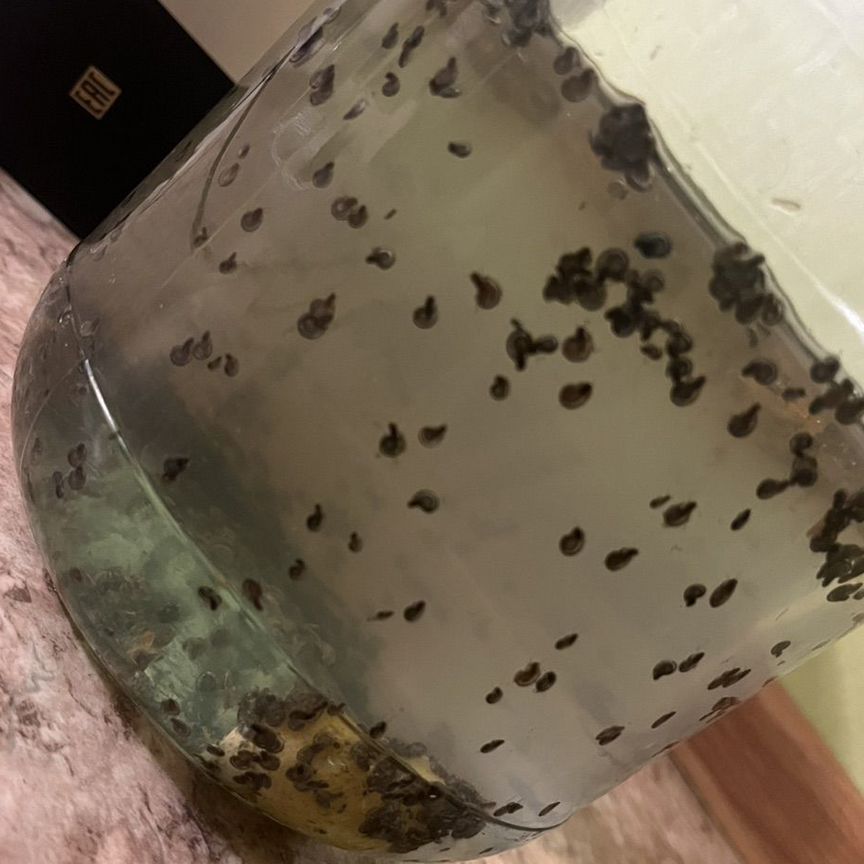 Улитки аквариумные бесплатно