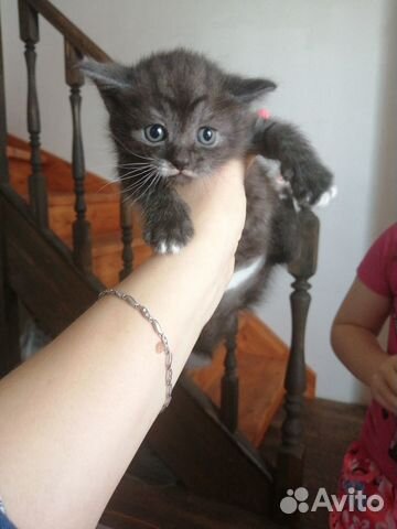 Пушистое чудо ждёт свою весёлую семью