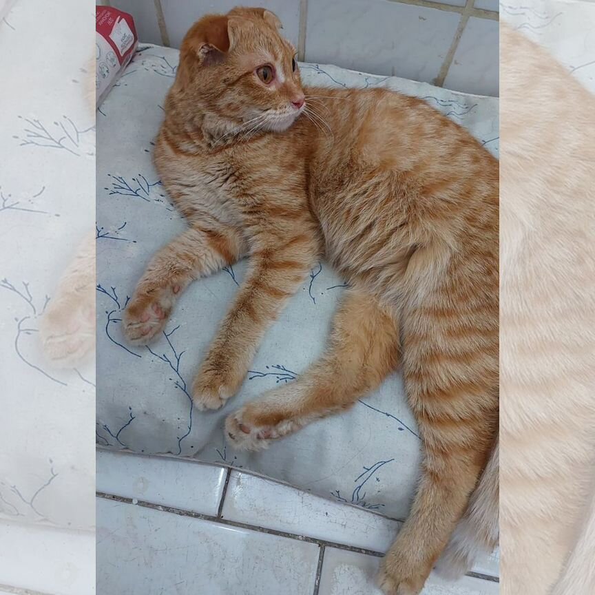 Рыжая шотландская вислоухая кошка