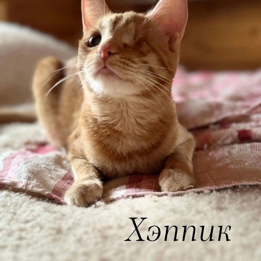 Котики подростки в добрые руки