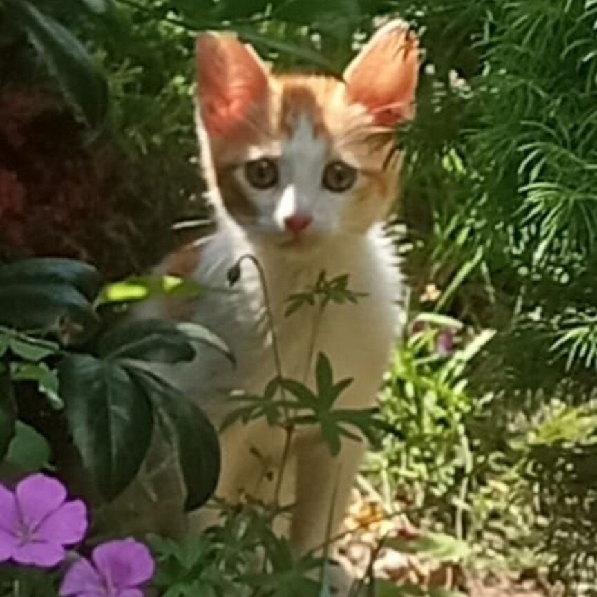 Котенок в добрые ручки