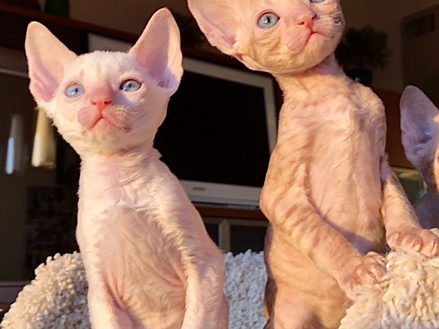 Котята корниш-рекс