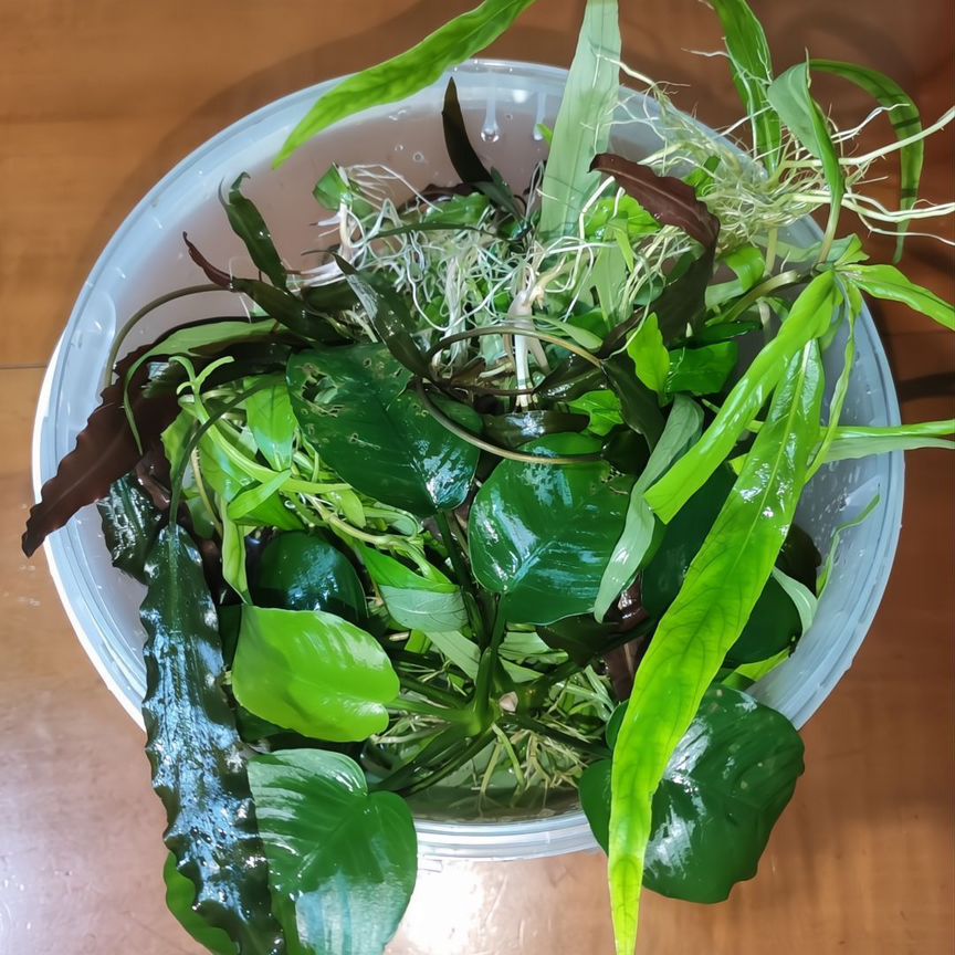 Аквариумные растения прополка