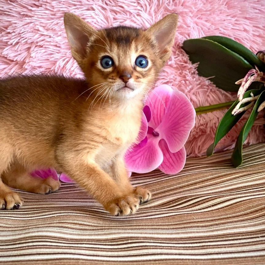 Абиссинская девочка