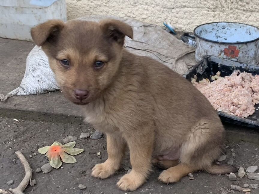 Щенки от мелкой собаки