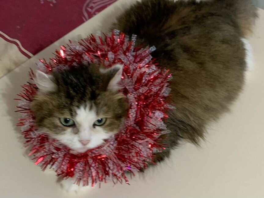 Девочка сибирячка в семью