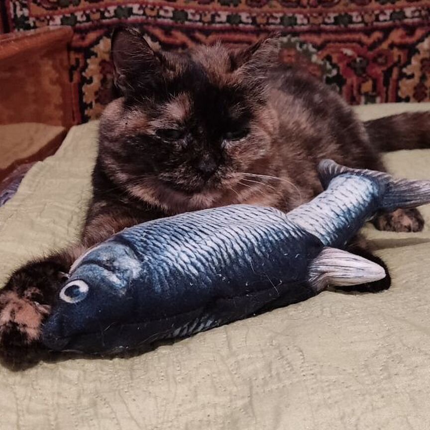 Кошка в дар бесплатно