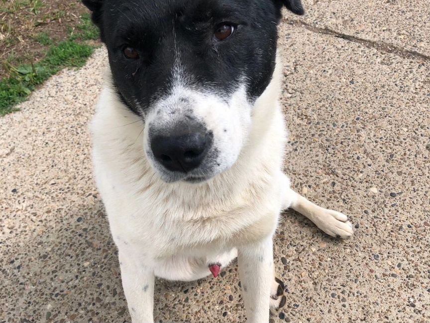 В добрые руки