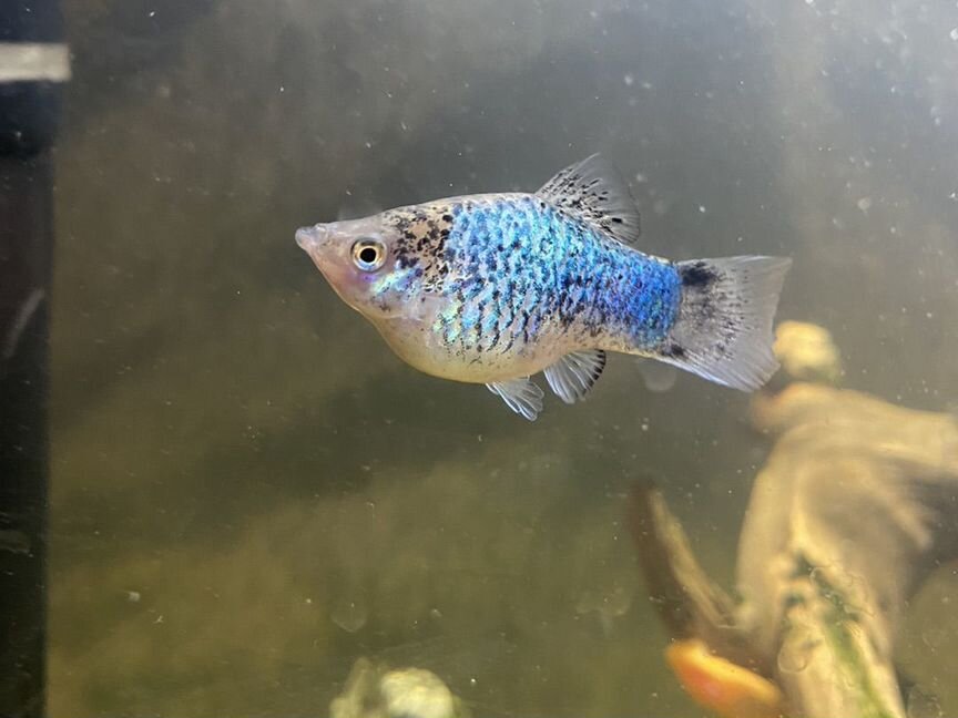 Пецилия голубая