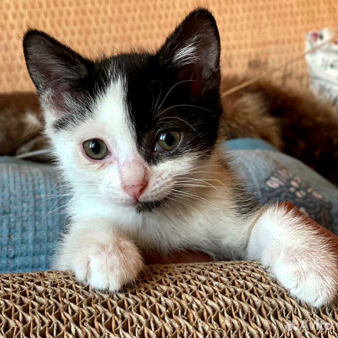 Нежный котенок Ляля ищет дом