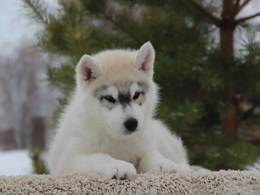 Щенок сибирской хаски