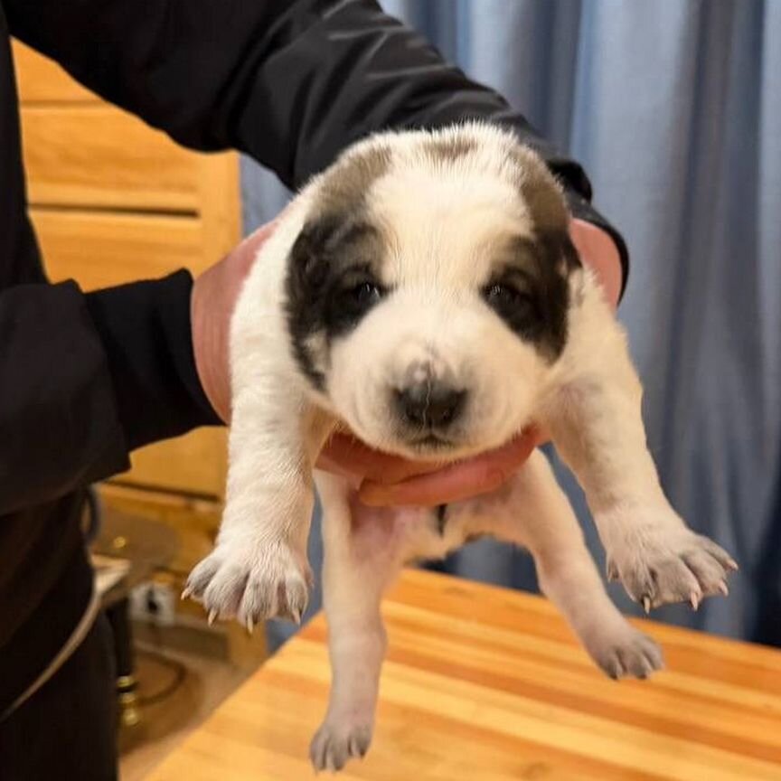 Среднеазиатская овчарка, щенок