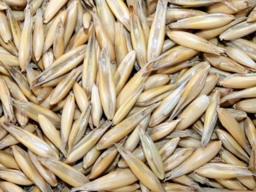 Кормовой овёс, Сахарная свёкла корма