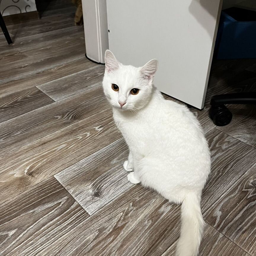 Отдам кота в добрые руки