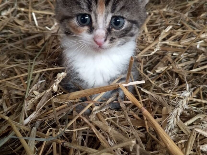 Кошка