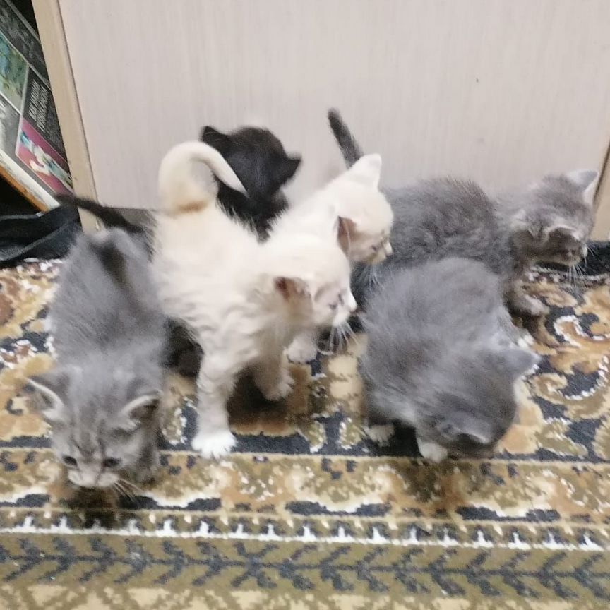 Русский голубой котёнок