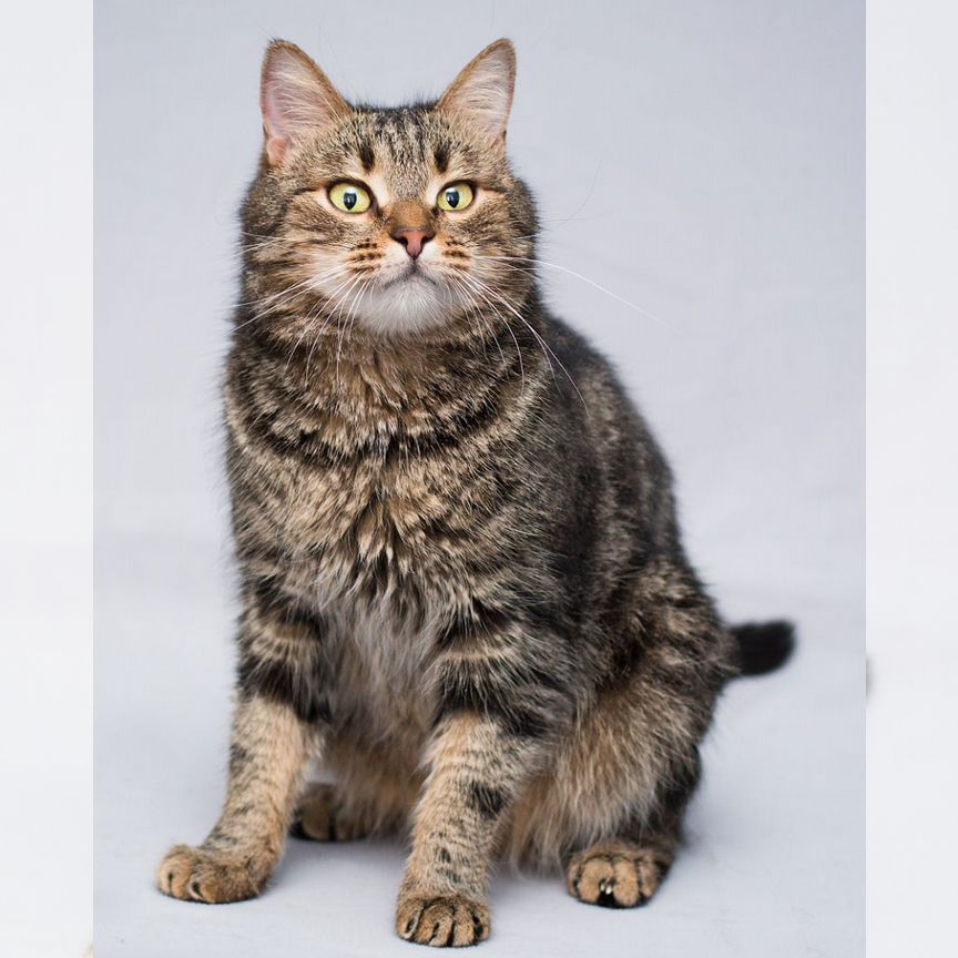 Взрослый кот в добрые руки