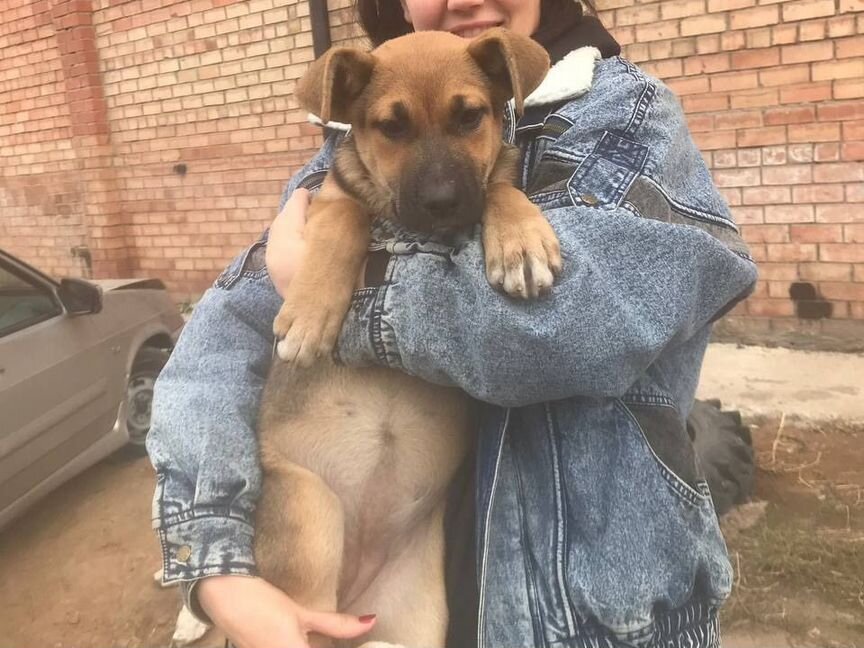 Очень хороший щенок в добрые руки