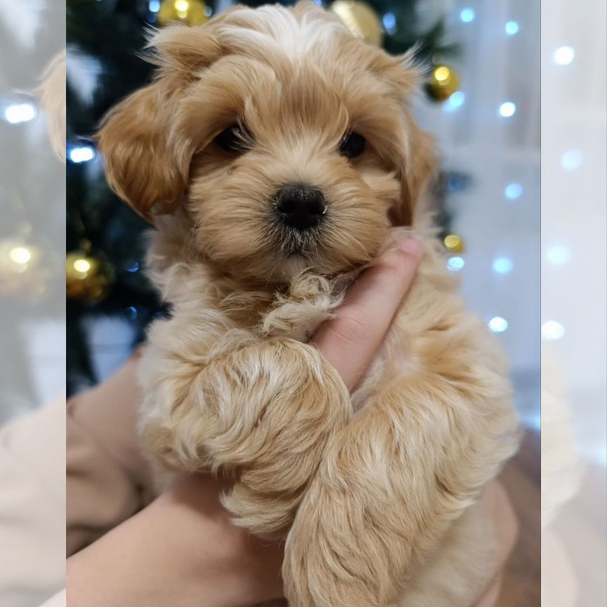 Мальчуган мальтипу f1 мини