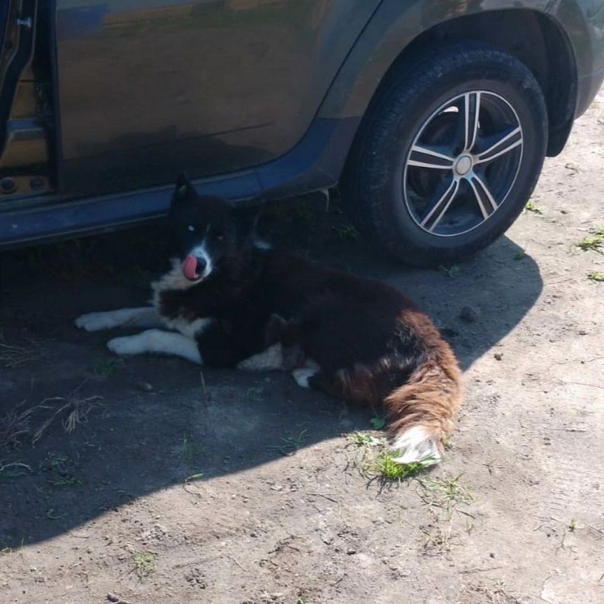 Собака Алтай в добрые руки