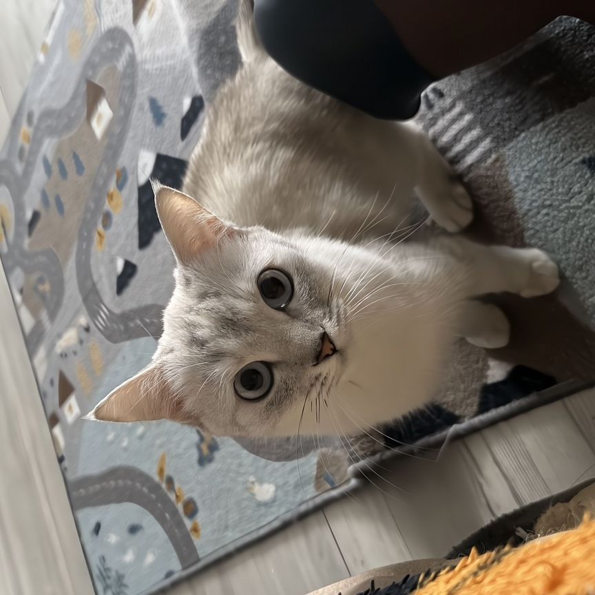 Сибирская, взрослая кошка