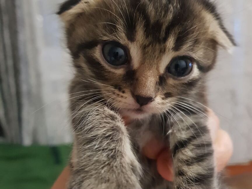 Котята от Британской лиловой