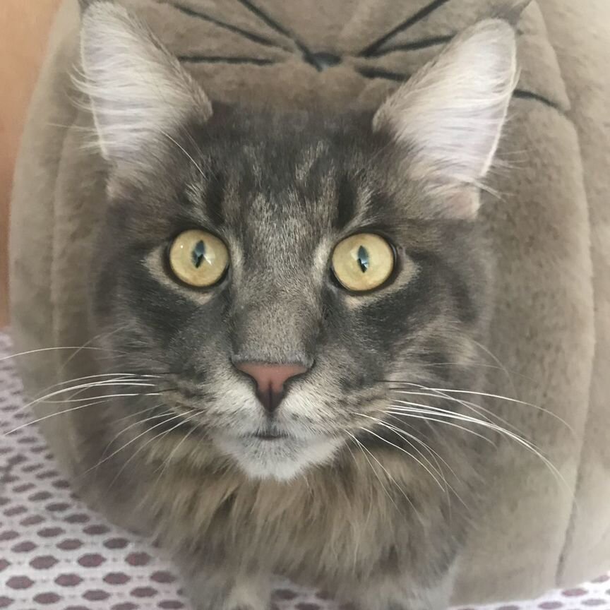 Уютный домик для котят