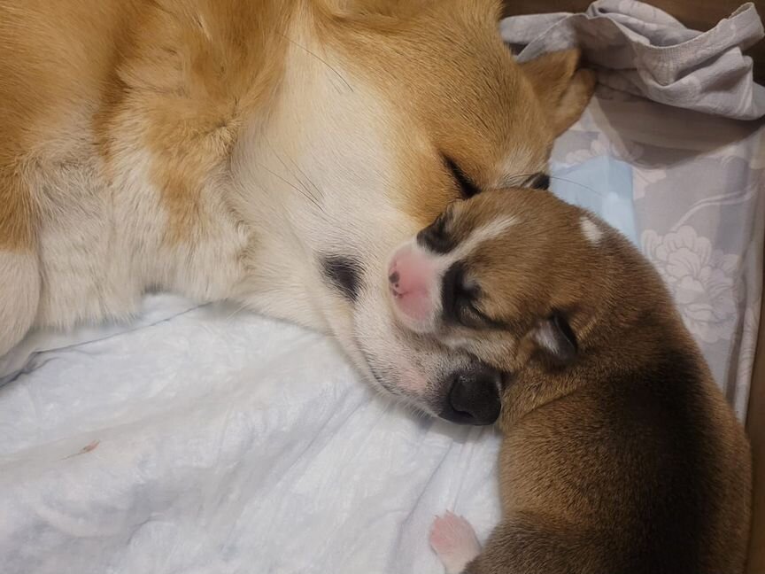 Вельш-корги пемброк