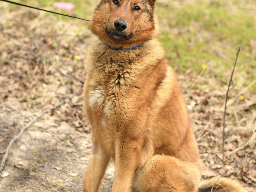 Собака в добрые руки