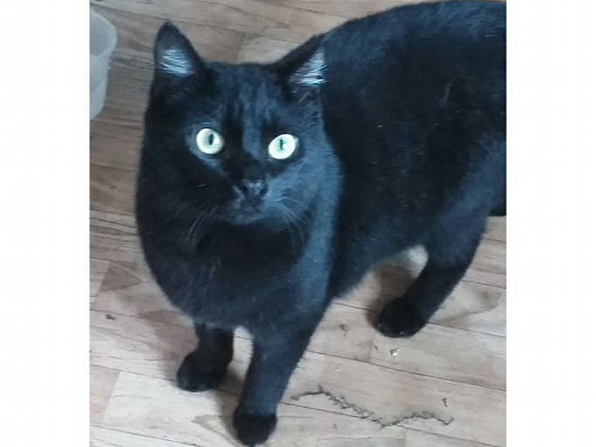 Кошка котенок 10 месяцев