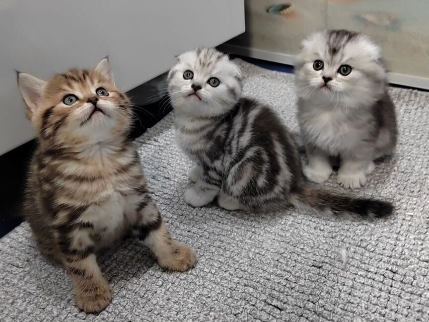 Шотландские вислоухие котята