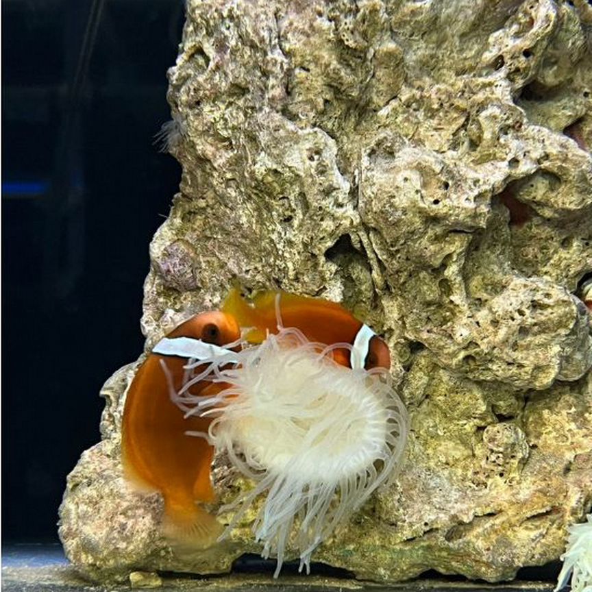 Рыбка клоун