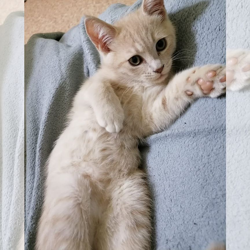 Котёнок 3,5 месяца