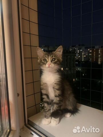 Необыкновенно ласковые котята