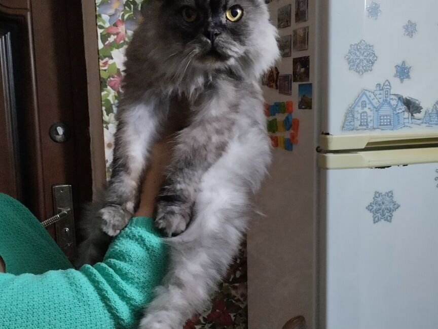 Породистый кот