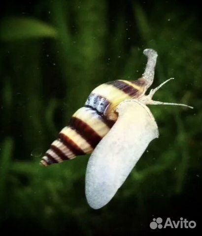 Улитка Хелена