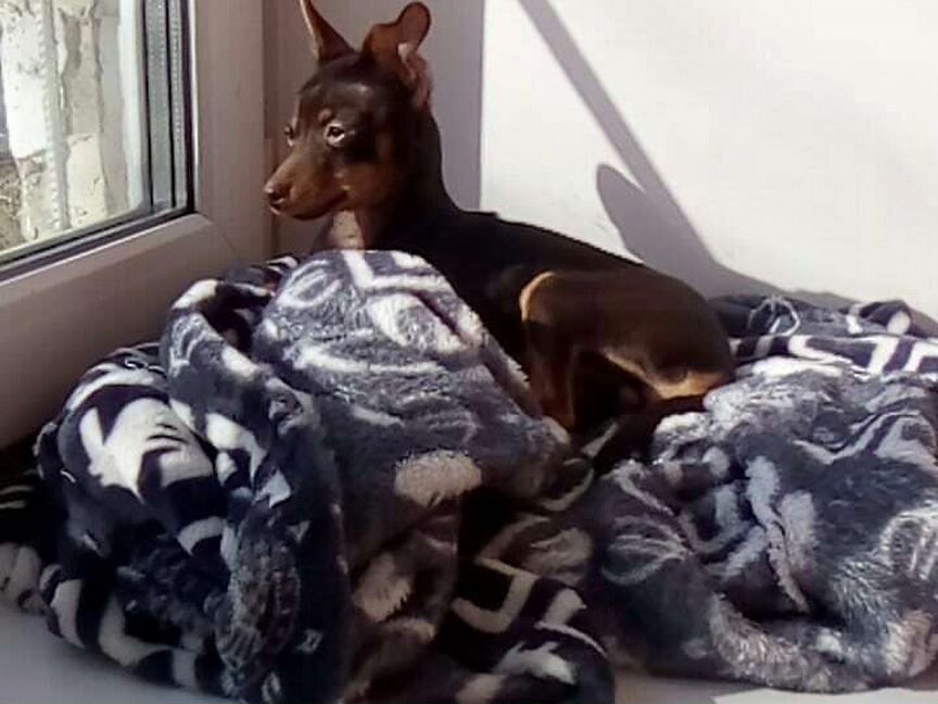 Той-терьер вязка