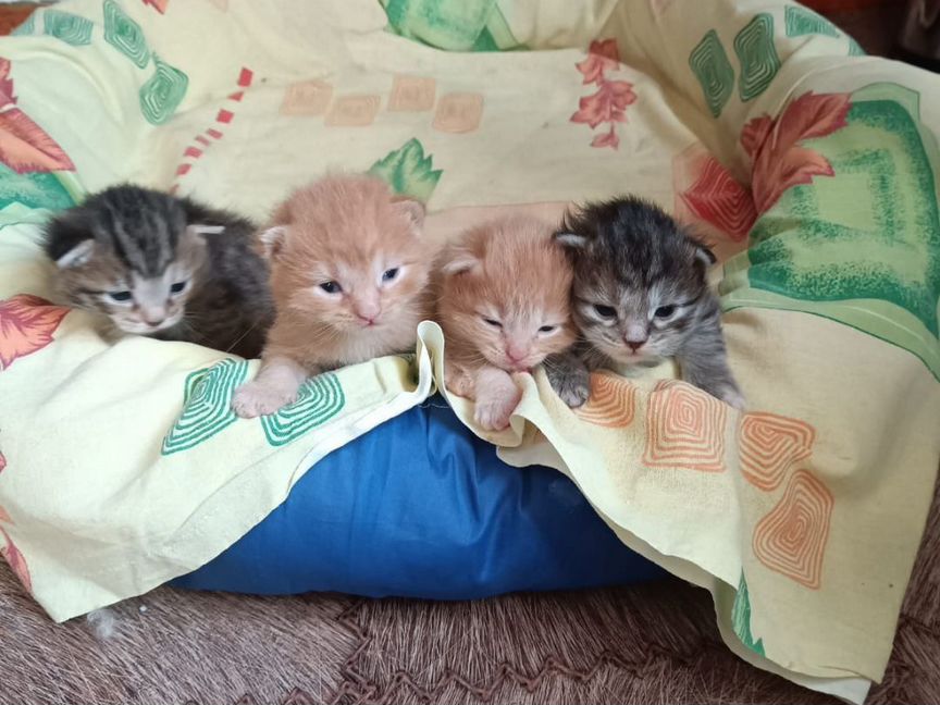 Котятки в заботливую семью