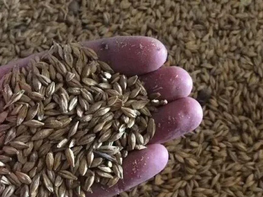 Ячмень фуражный