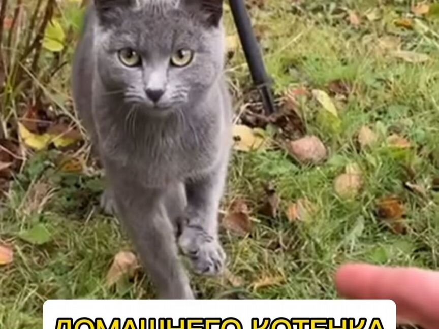 2 дня на поиск дома для котёнка русской голубой