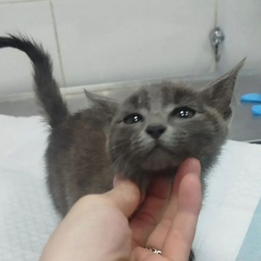 Котёнок в добрые руки