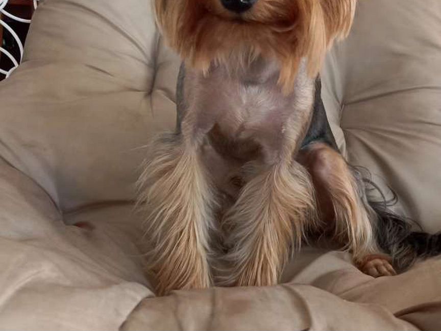 Йоркширский терьер