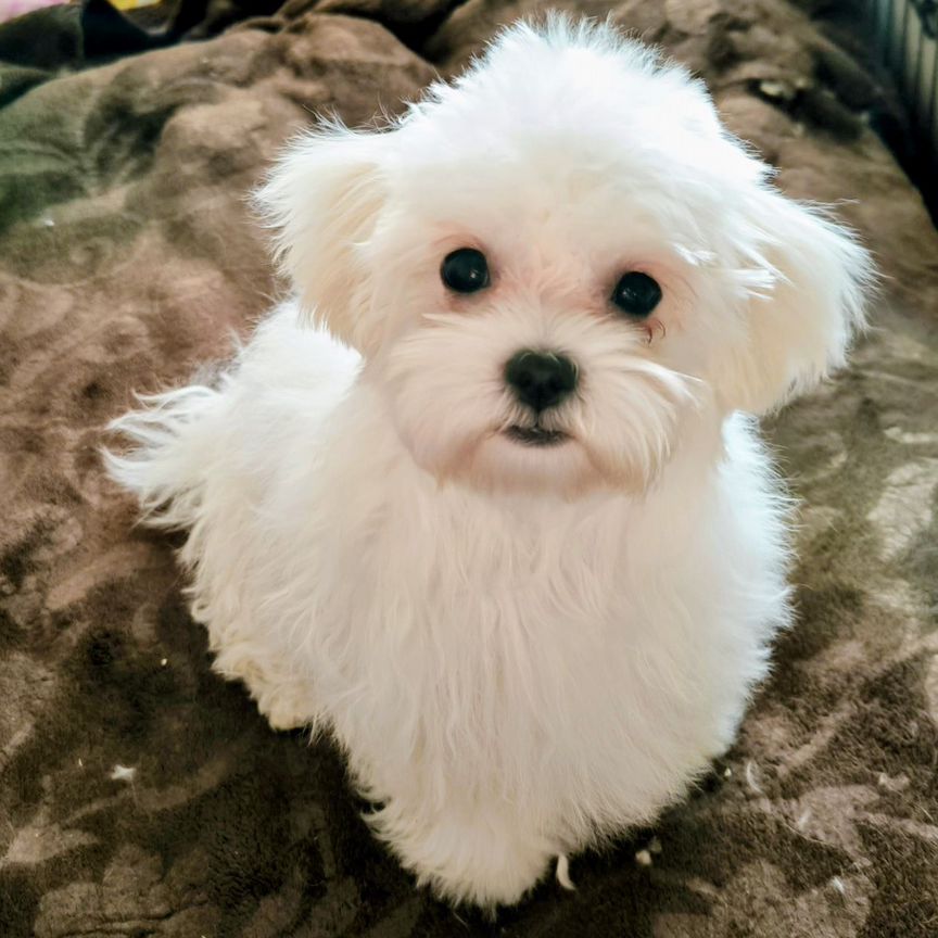 Мальтийская болонка, щенок