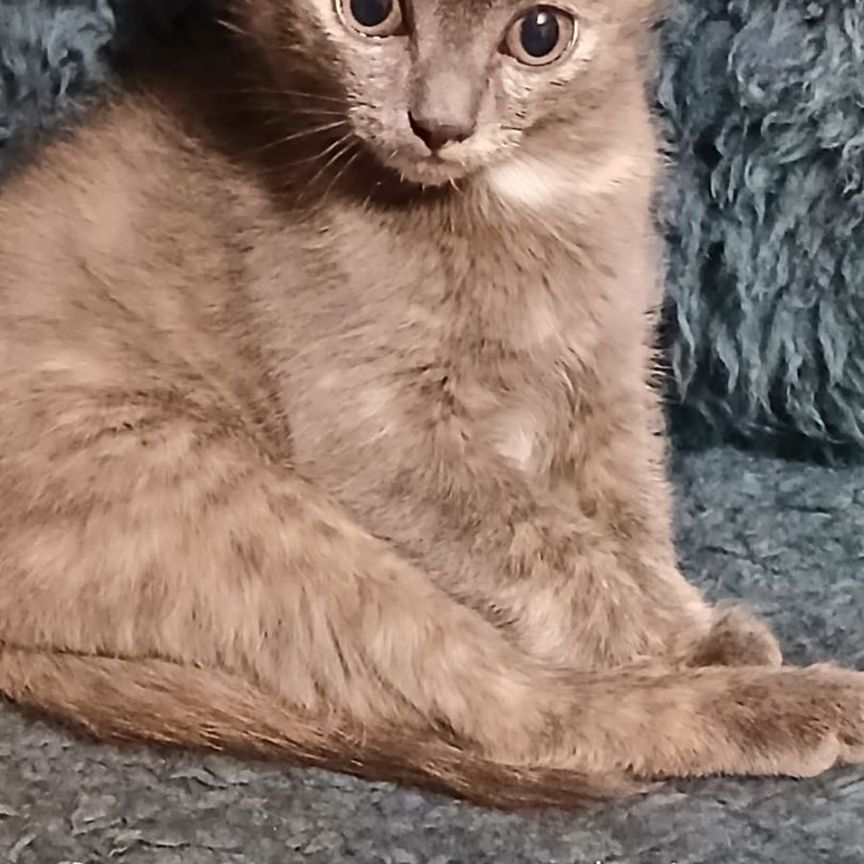 Сиамский котенок девочка