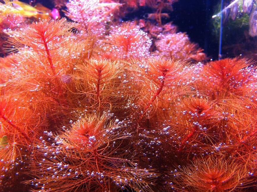 Перистолистник красный