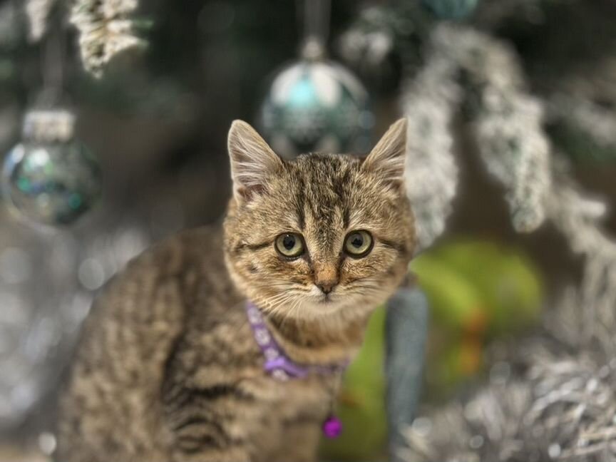 Кошка в дар