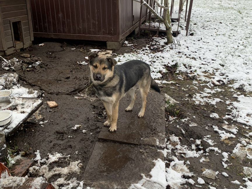 Потап (метис)